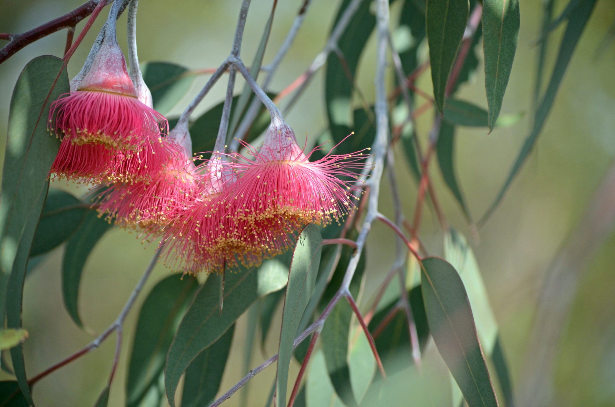 Wildflowers Perth & Margaret River - Journey On